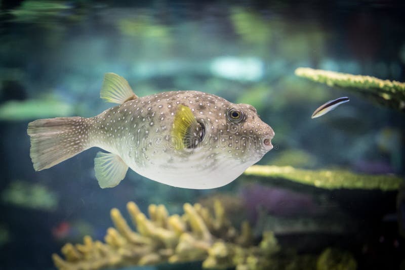 Box Fish stock image. Image of live, swim, adventure - 97449229