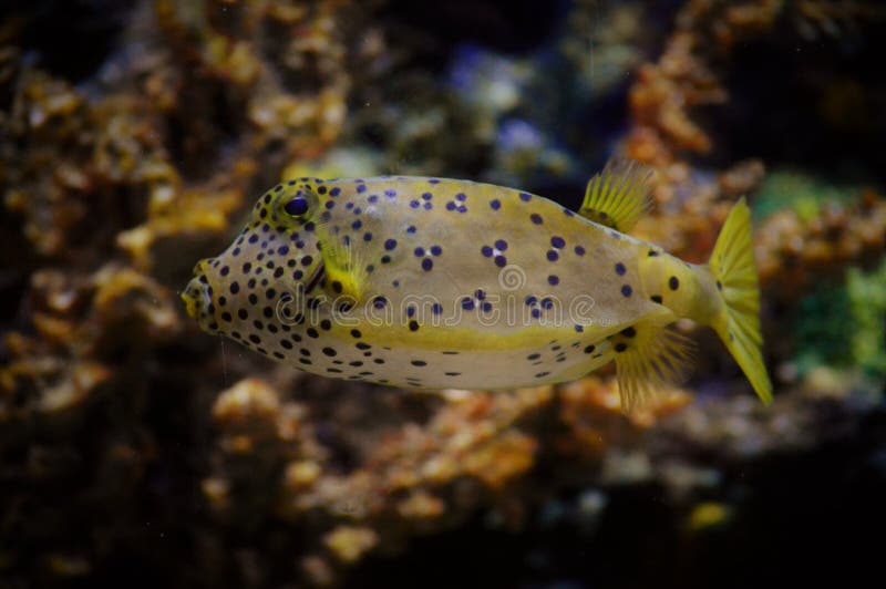 Box Fish stock image. Image of attraction, backdrop, park - 84758455