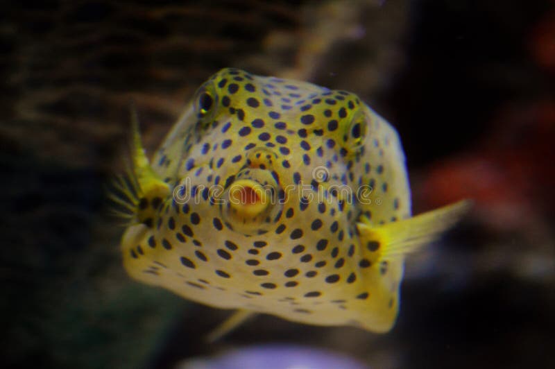 Box Fish stock photo. Image of kiss, nature, black, head - 85504090