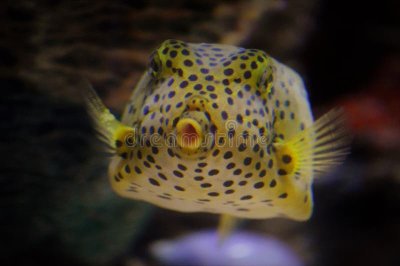 Box Fish stock image. Image of close, edge, detail, adventure - 85504225