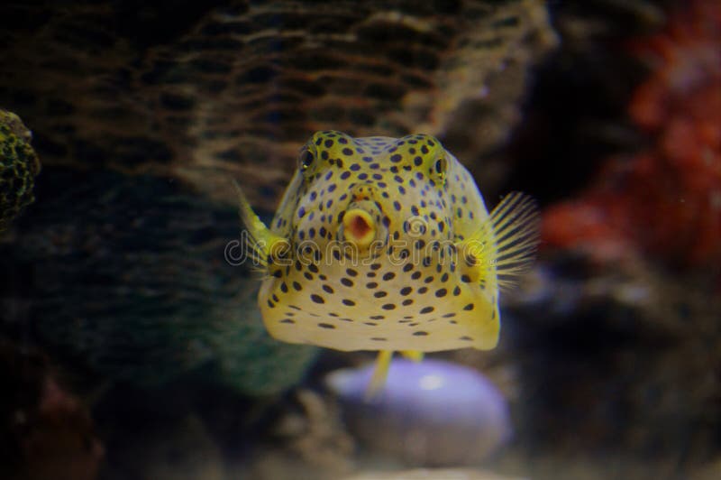 Box Fish stock image. Image of adventure, nature, cute - 85504255