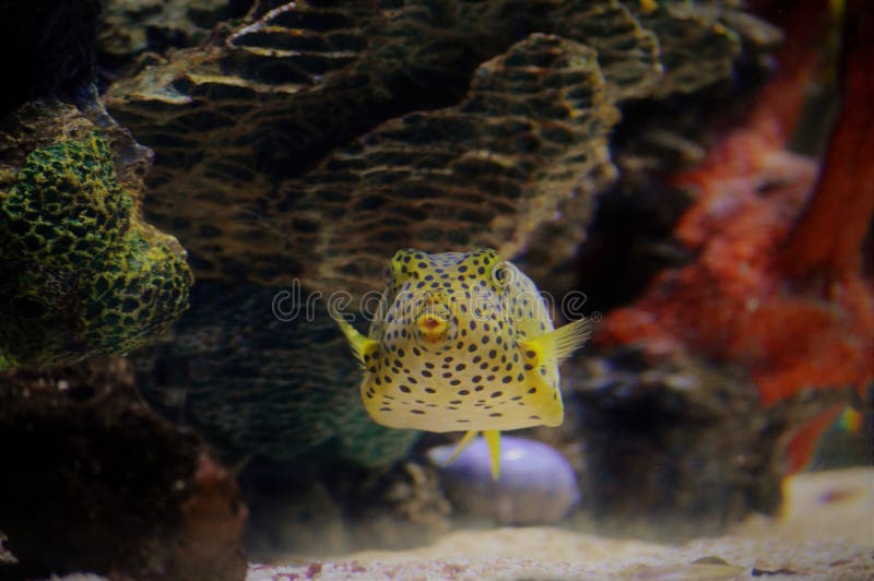 Box Fish stock photo. Image of aquarium, dots, face, close - 85504536