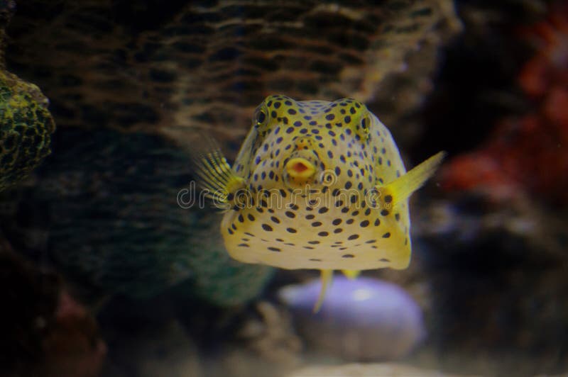 Box Fish stock image. Image of alert, color, healthy - 85504605