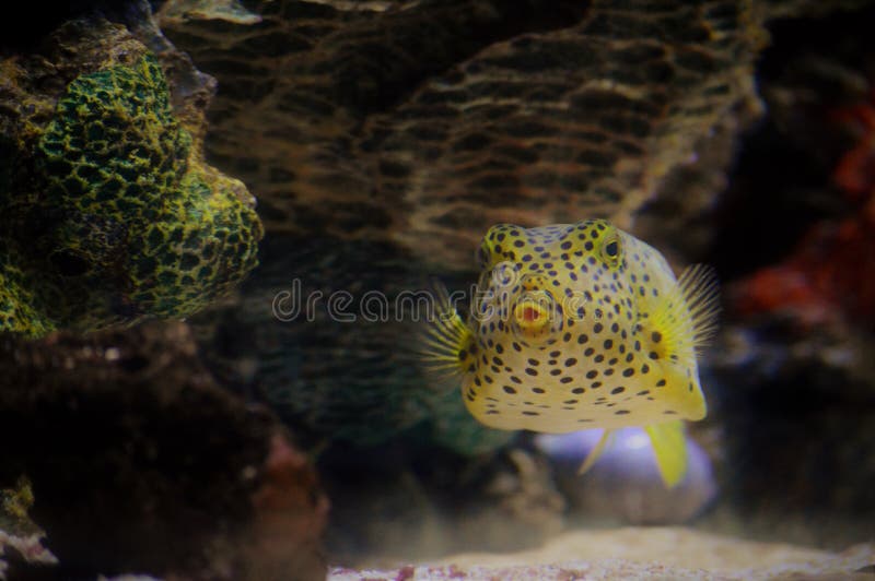 Box Fish stock photo. Image of icon, dots, calm, backdrop - 85504734