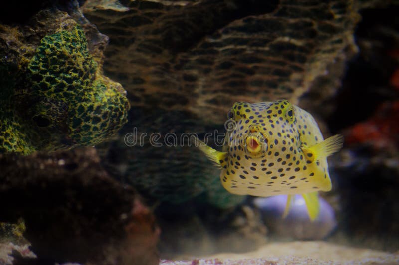 Box Fish stock photo. Image of aquarium, black, alert - 85504784