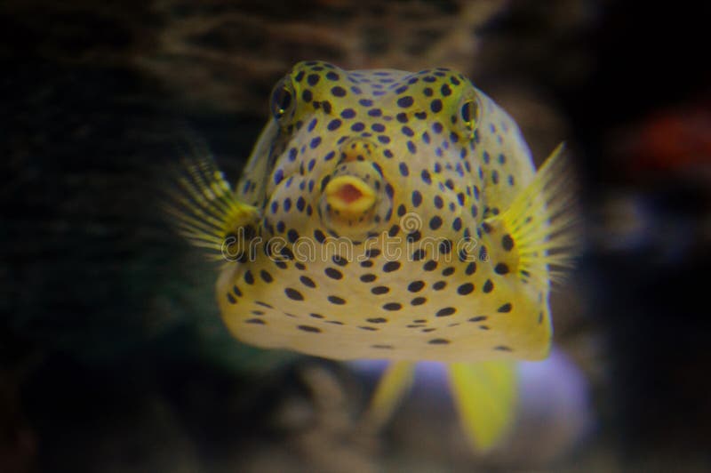 Box Fish stock image. Image of center, calm, dots, nature - 85504843