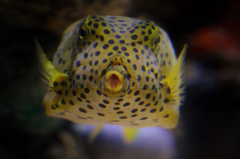 Box Fish stock image. Image of close, face, aquarium - 85504939