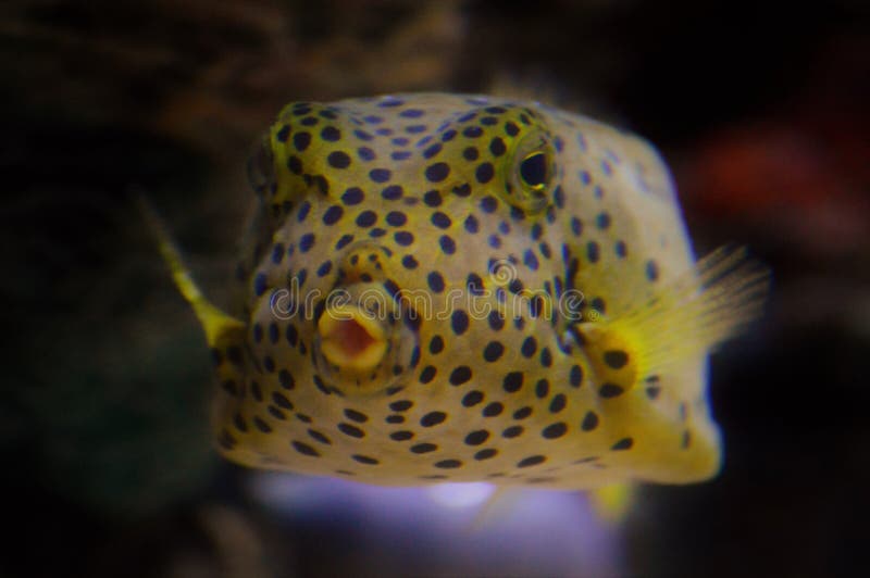 Box Fish stock image. Image of close, detail, cute, head - 85505111