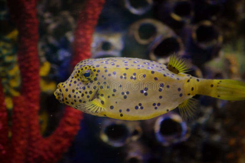 Box Fish stock photo. Image of center, black, icon, colors - 85505438