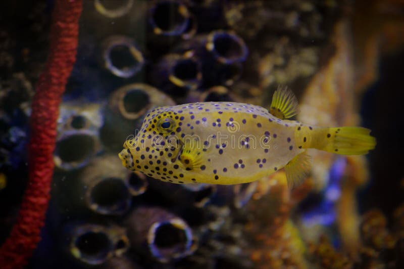 Box Fish stock photo. Image of lips, adventure, cute - 85505442