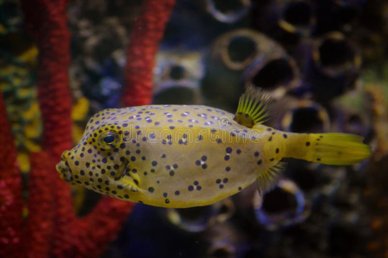 Box Fish stock image. Image of calm, nature, edge, looking - 85505547