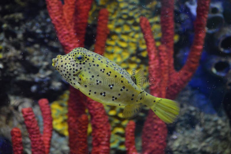 Box Fish stock image. Image of active, eyes, nature, calm - 78172457