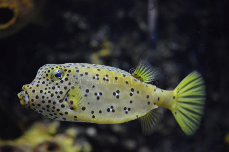Box Fish stock photo. Image of perspective, adventure - 78172708