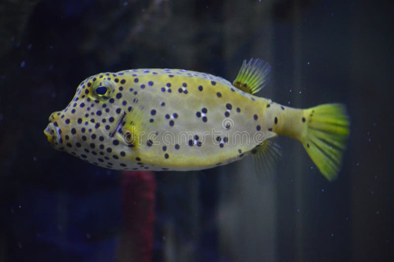 Box Fish stock photo. Image of expression, adorable, kiss - 80486656