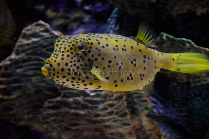 Box Fish stock image. Image of black, aquarium, cute - 81924943