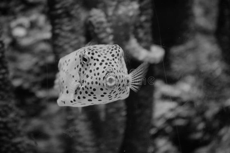 Box Fish stock photo. Image of close, color, nature, season - 83365336
