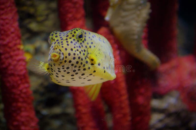Box Fish stock image. Image of dots, aquarium, brown - 83365461