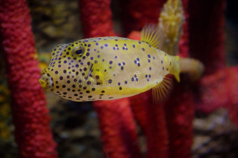 Box Fish stock image. Image of calm, marine, adventure - 83365515