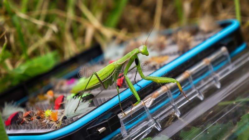 Box with fly-flies stock photo. Image of feather, sharp - 190044582