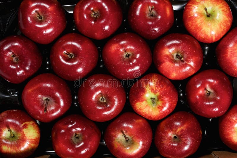 Two fresh apples stock image. Image of eating, healthy - 25184609