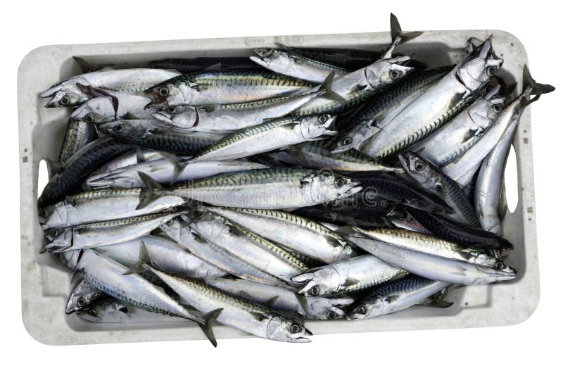 Box of Fresh Fish stock image. Image of fresh, meal, marine - 26091239