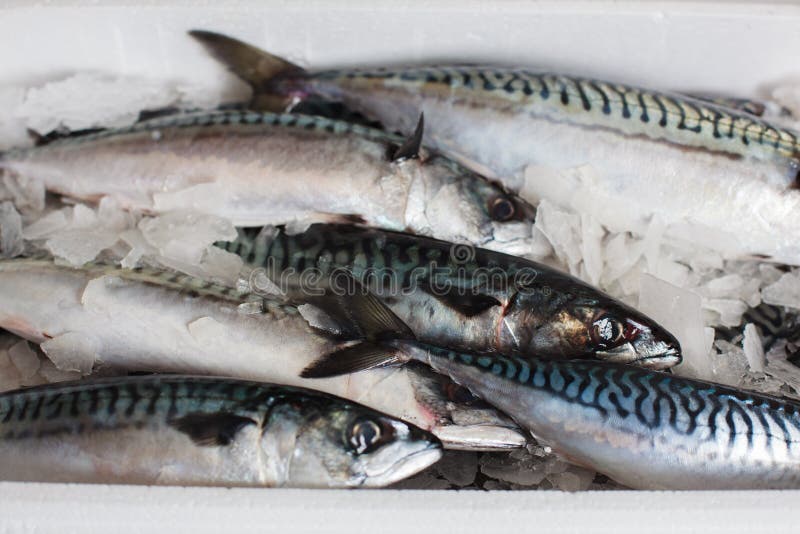 Box of fresh mackerel stock image. Image of kitchen, ocean - 46053585