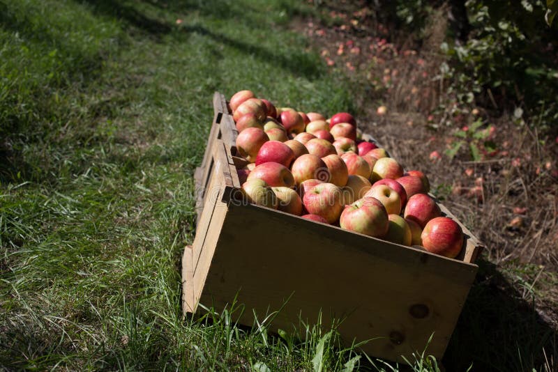Fresh Picked Apples in an Orchard. Stock Image - Image of orchard ...