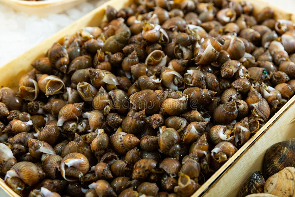 Fresh uncooked snails stock photo. Image of heap, farmer - 215478086