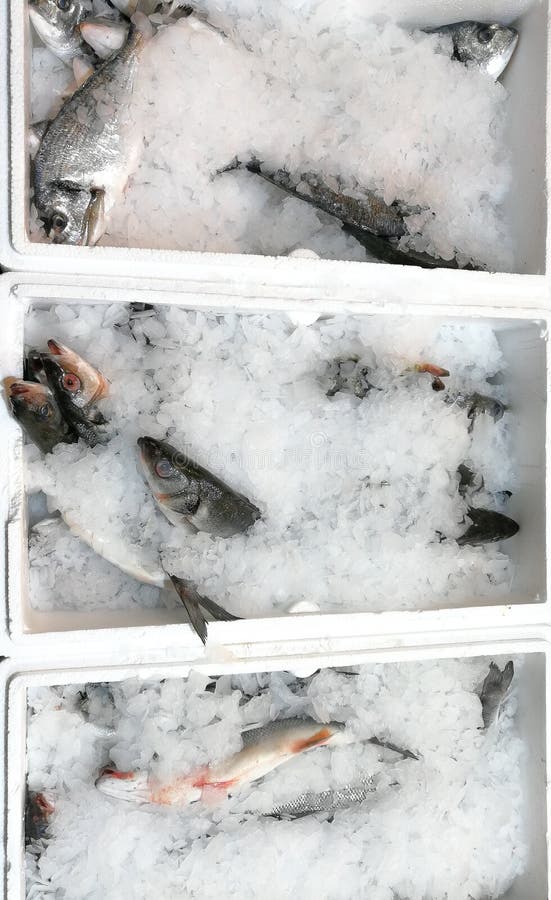 Box of Freshly Caught Fish. Bunch of Seabass in a Box, on Ice Stock ...