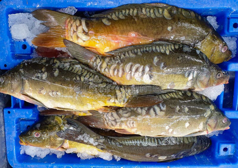 A Box with Freshly Caught Fish in Ice Stock Image - Image of view ...