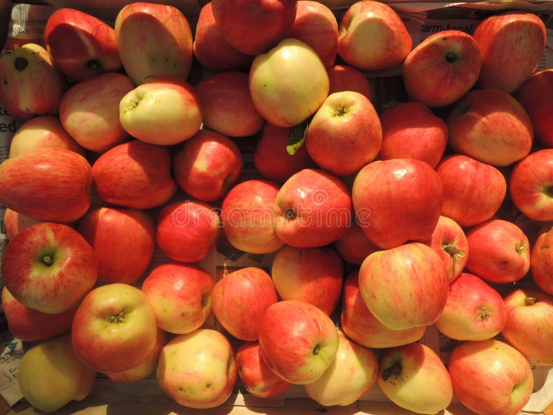 Box of Freshly Harvested Apples from Denmark Stock Photo - Image of ...