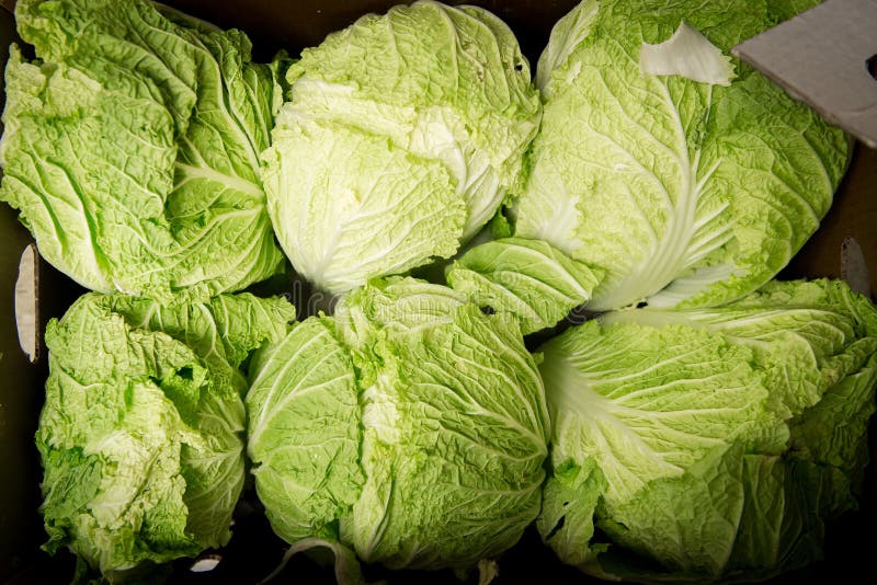 Box Full of Fresh Chinese Cabbage from Local Farm Stock Photo - Image ...