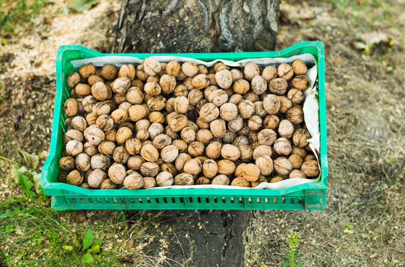Box Full with Fresh Picked Walnuts Stock Photo - Image of healthy ...