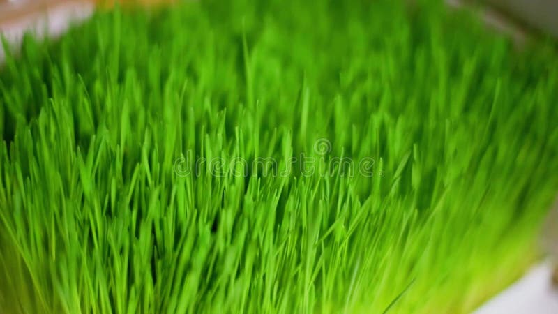 Box Full of Green Grass Sprouts, Closeup View with Stock Video - Video ...