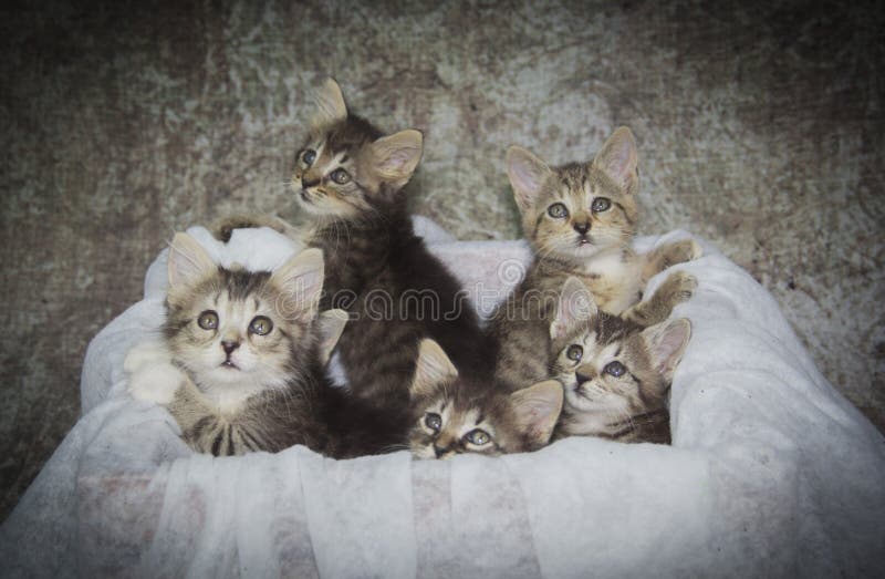 Box full of kittens stock photo. Image of family, little - 95975644