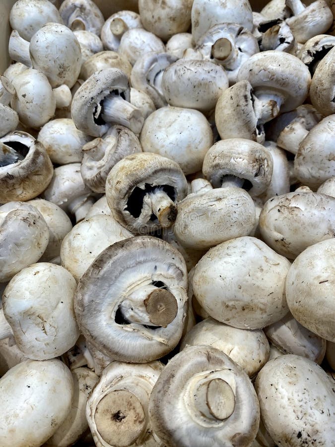 Box full of mushrooms stock image. Image of healthy - 274850201