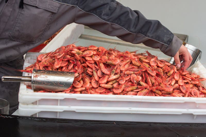 A box full of shrimp stock image. Image of cooking, recipe - 23985733