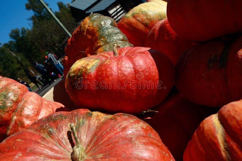 Box full of small squash stock image. Image of full - 159397963