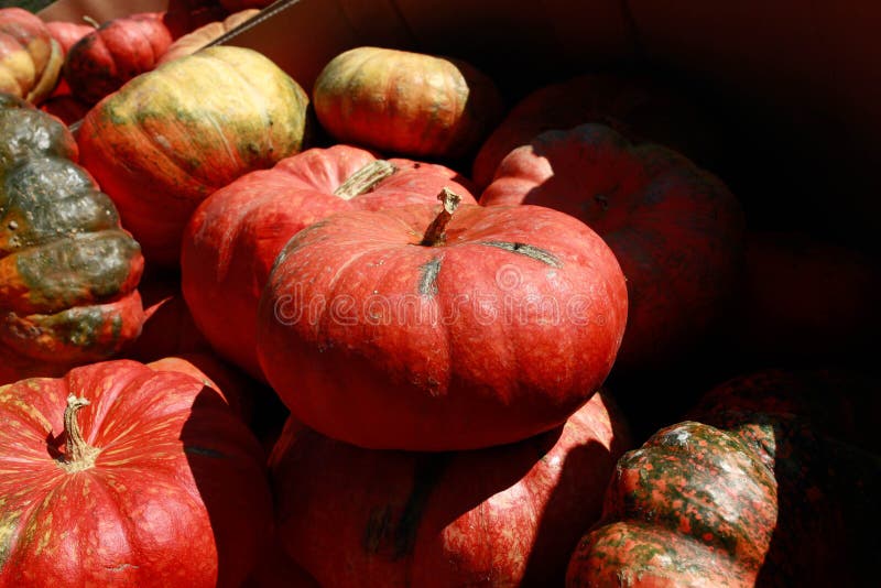 Box full of small squash stock image. Image of full - 159397977