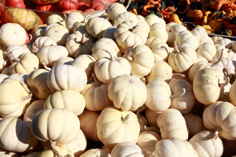 Box full of small squash stock photo. Image of squash - 159397986