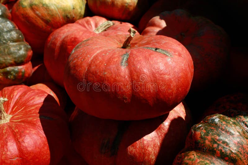 Box full of small squash stock image. Image of colorful - 159397991