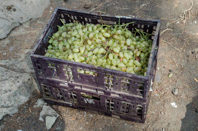 Boxes of New Harvest Just Picked Grapes Stock Image - Image of ...