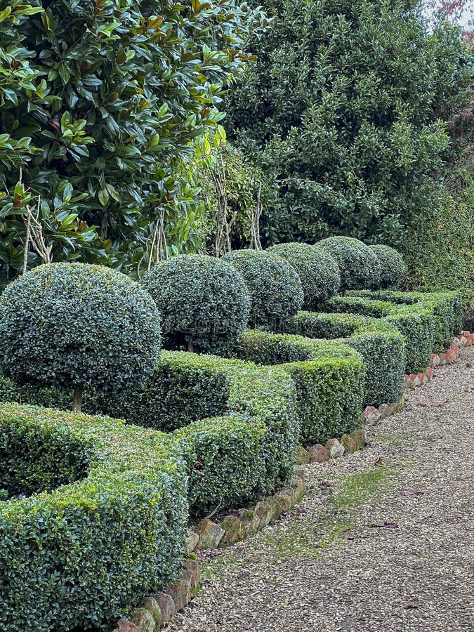 Box Headge and Bay Trees stock image. Image of ornamental - 346065905