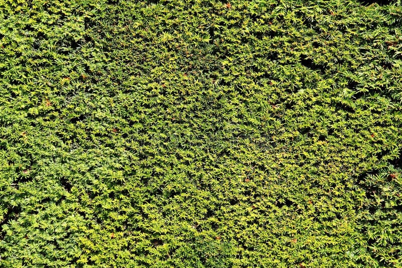 Box hedge stock photo. Image of tree, outdoors, lush - 11440646
