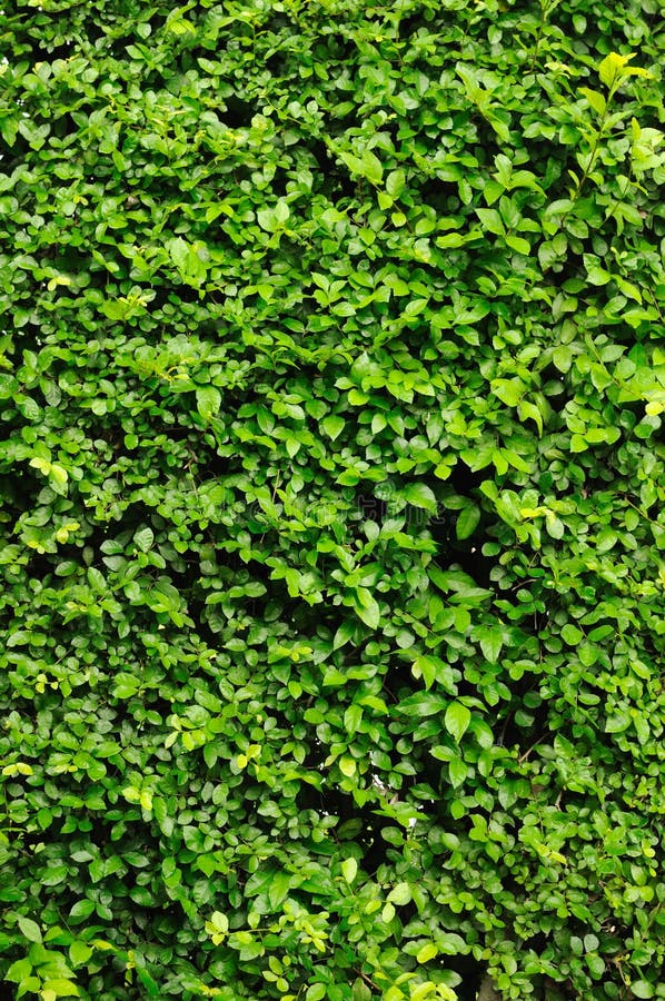 Box hedge stock image. Image of garden, wall, hedge, textured - 24425163