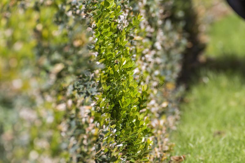 Box hedge bush plant stock image. Image of ornamental - 103291489