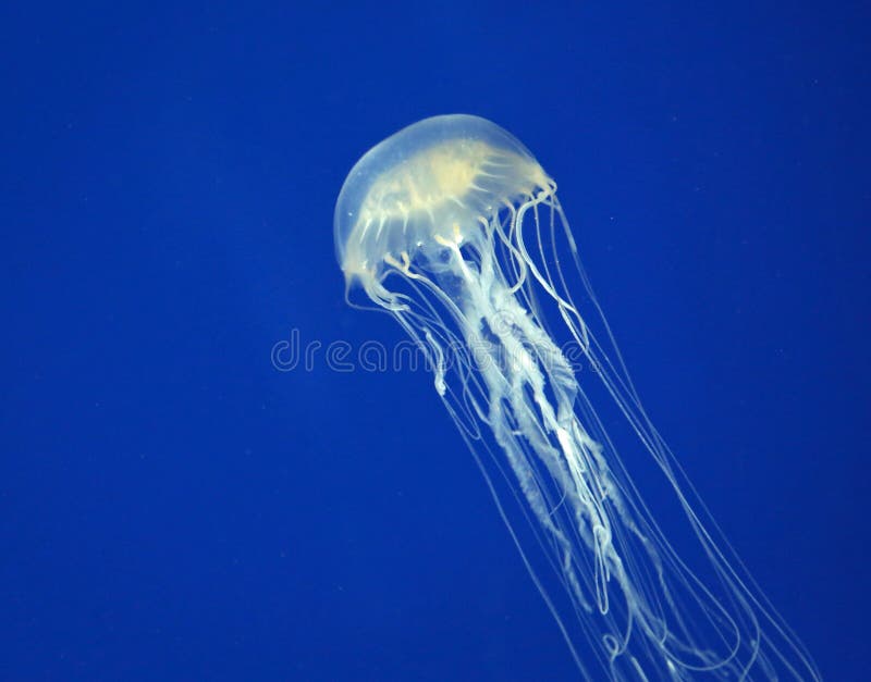 Box Jellyfish stock photo. Image of blue, tropical, stinger - 56032988
