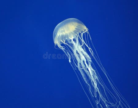 Box Jellyfish stock photo. Image of blue, tropical, stinger - 56032988