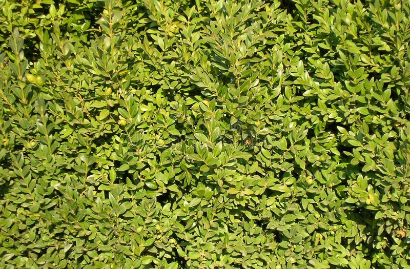 Box leaves. background stock photo. Image of horizontal - 144636730