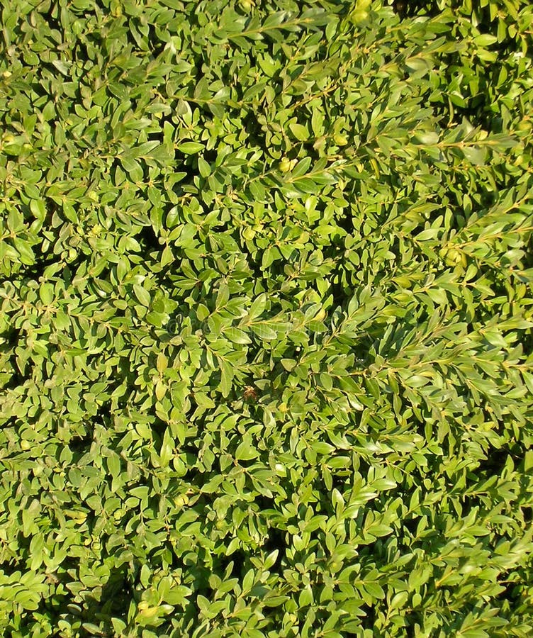 Box leaves. background stock photo. Image of horizontal - 144636730